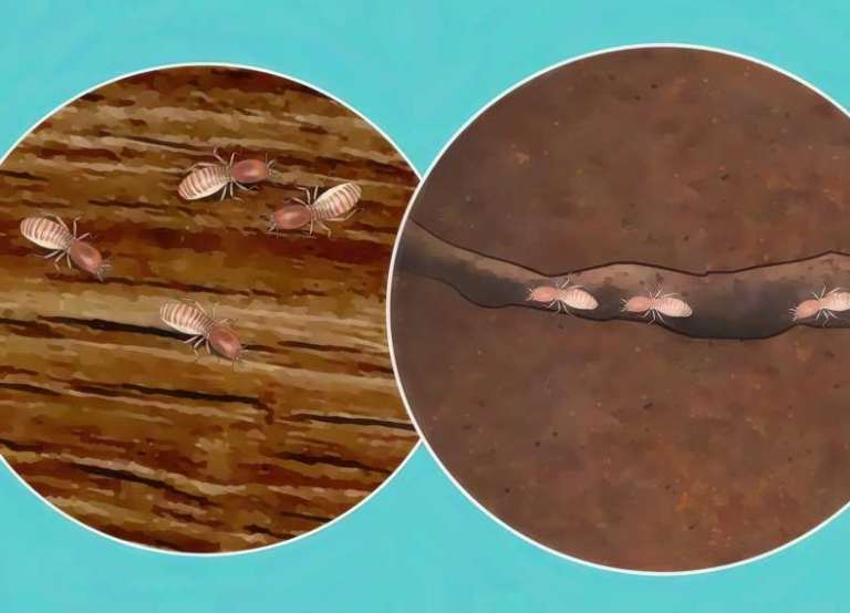 موریانه را ریشه کن کنید !!! ( با عکس ) – کوروک